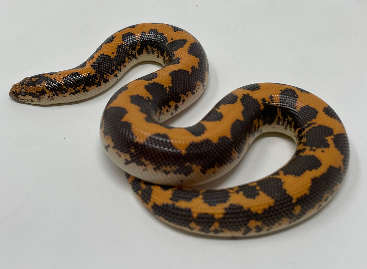 Normal Hi Orange Kenyan Sand Boa by Snakes at Sunset - MorphMarket