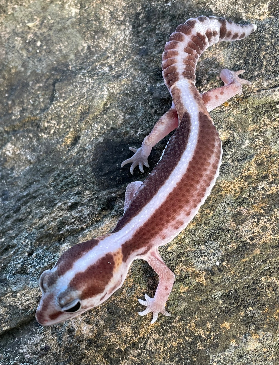 Striped Zero African Fat-Tailed Gecko by Snakes at Sunset - MorphMarket