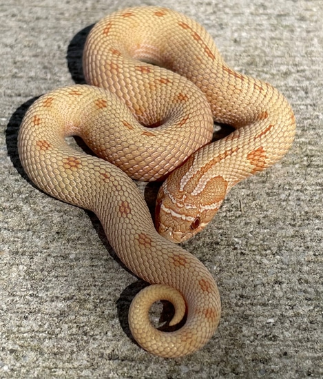 Albino Conda Western Hognose by Snakes at Sunset