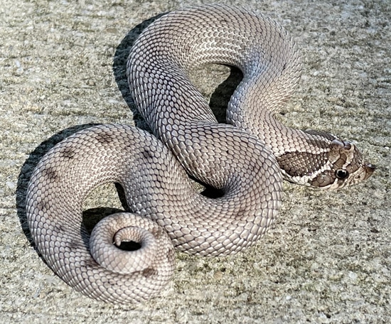 Axanthic Conda Western Hognose by Snakes at Sunset
