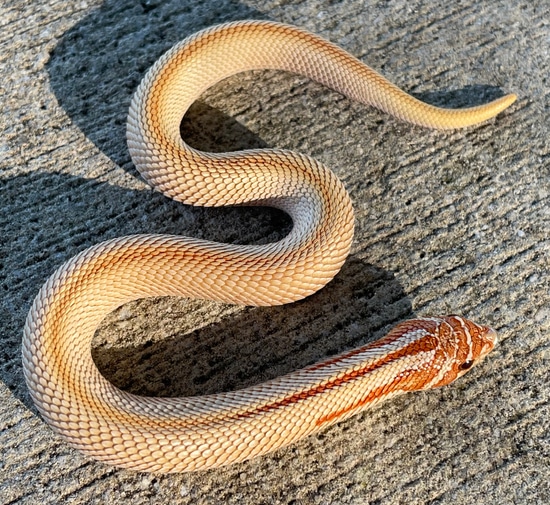 Toffee Super Conda “Candy” Western Hognose by Snakes at Sunset