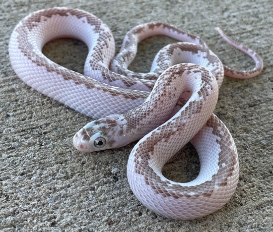 White- Sided Rusty Western Rat Snake by Snakes at Sunset