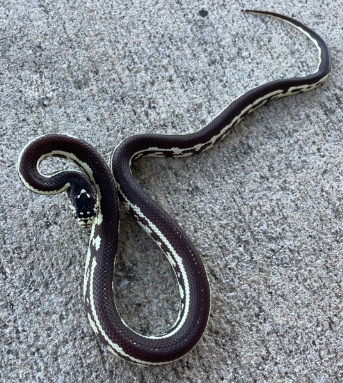 Wide Stripe California Kingsnake by Snakes at Sunset