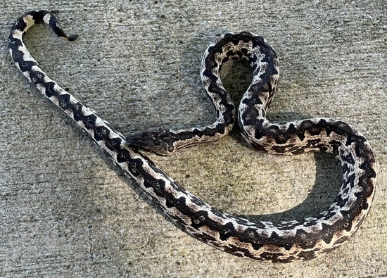 Hi- White Solomon Island Dumeril's Boa by Snakes at Sunset