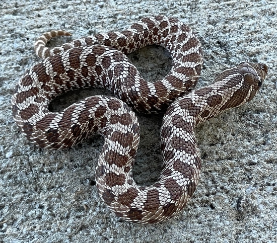Het Pink Pastel Albino Western Hognose by Snakes at Sunset