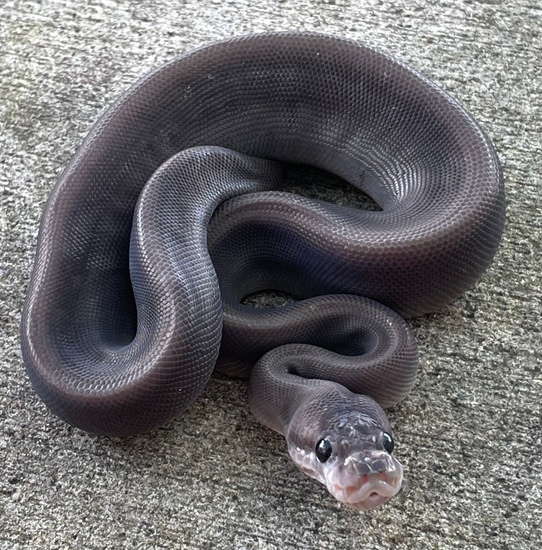 Super Cinnamon Ringer Ball Python by Snakes at Sunset