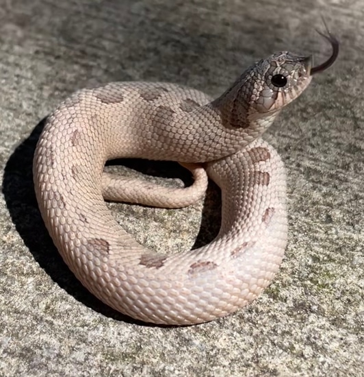 Lavender Conda Western Hognose by Snakes at Sunset