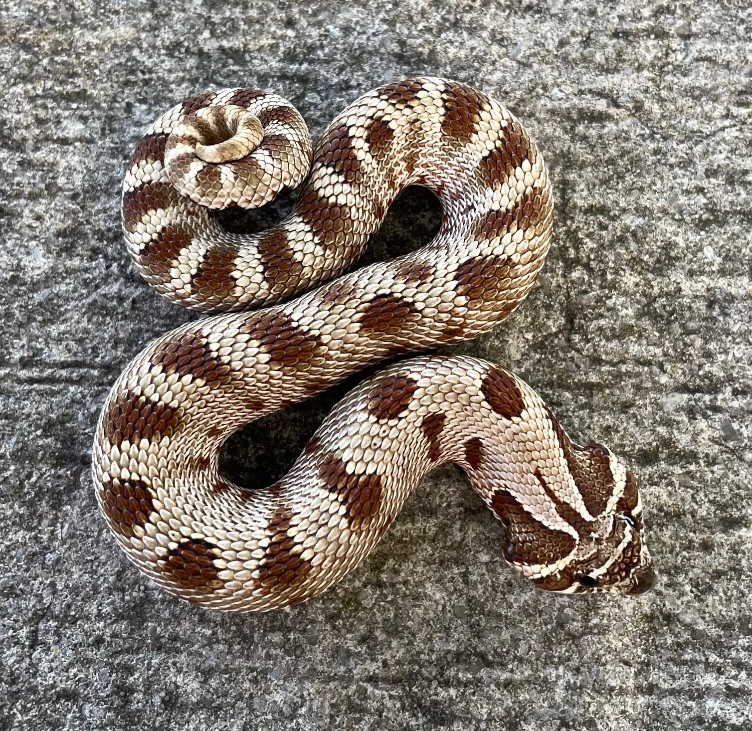 Conda Het Axanthic Western Hognose by Snakes at Sunset - MorphMarket