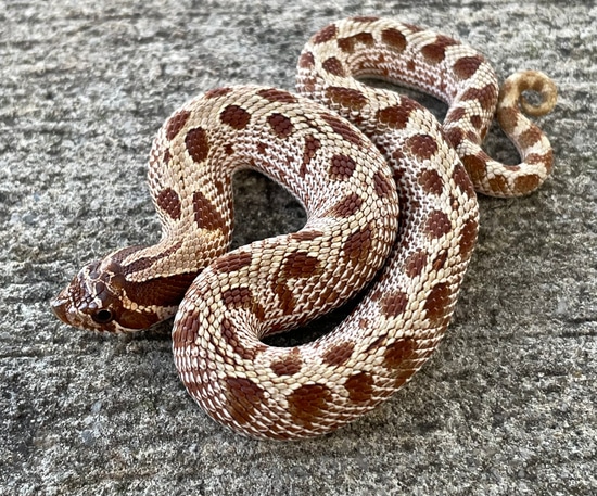 Conda Het Axanthic Western Hognose by Snakes at Sunset