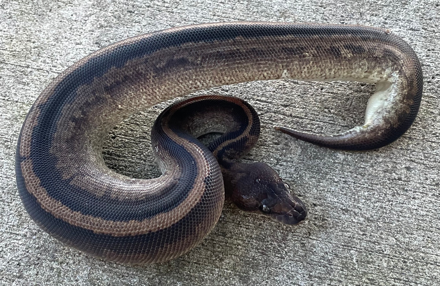 Suma Ball Python by Snakes at Sunset - MorphMarket