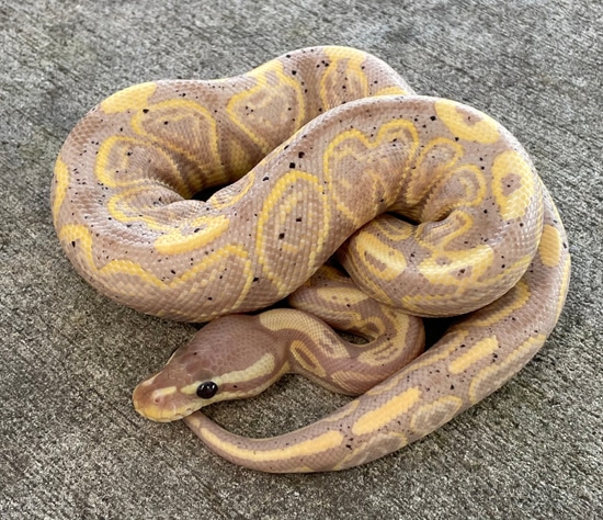 Black Pastel Banana Ball Python by Snakes at Sunset