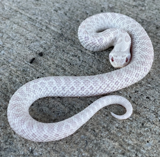 Snow Western Hognose by Snakes at Sunset