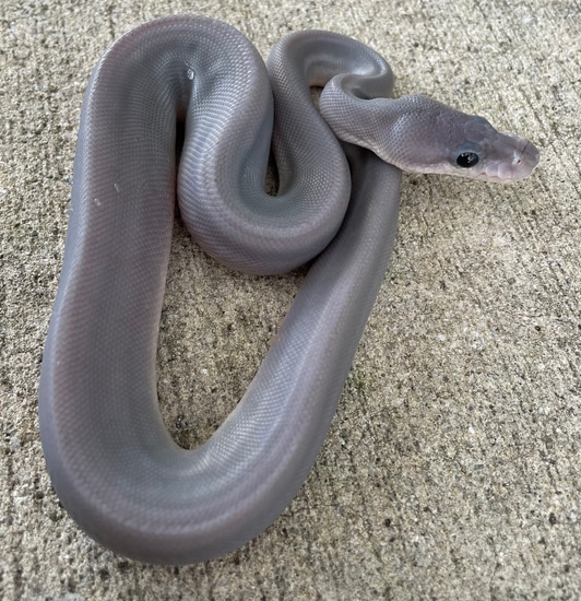 Hypo Super Cinnamon Ball Python by Snakes at Sunset