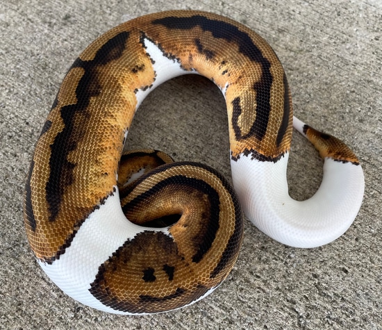 Pied W/ Emoji Ball Python by Snakes at Sunset