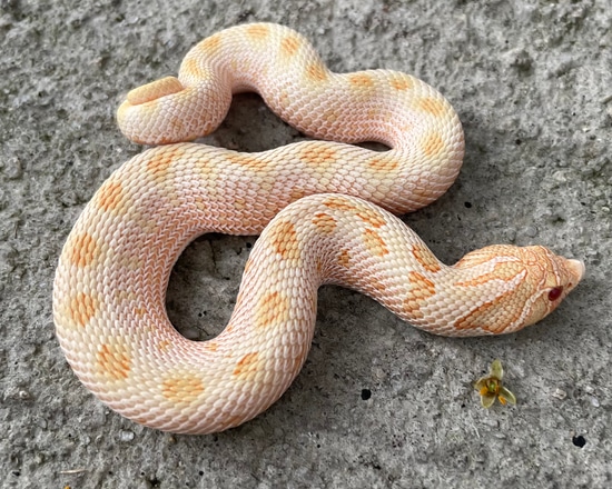 Toffee Belly Conda Western Hognose by Snakes at Sunset