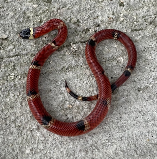 Vanishing Pattern Sinaloan Sinaloan Milk Snake by Snakes at Sunset
