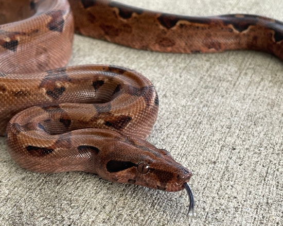Blood Boa Boa Constrictor by Snakes at Sunset
