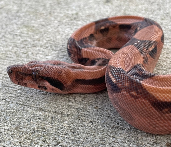 Blood Boa Boa Constrictor by Snakes at Sunset