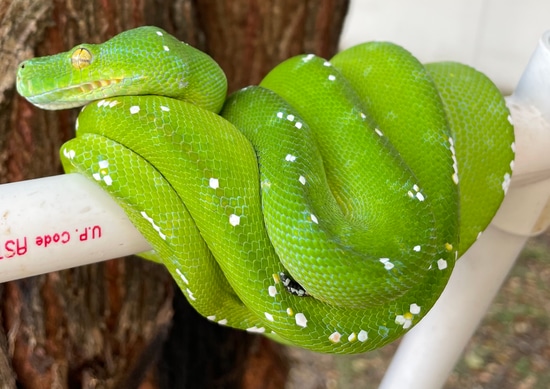 Aru Green Tree Python by Snakes at Sunset