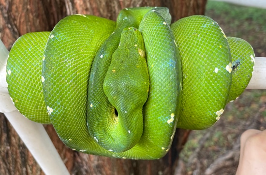 Aru Green Tree Python by Snakes at Sunset