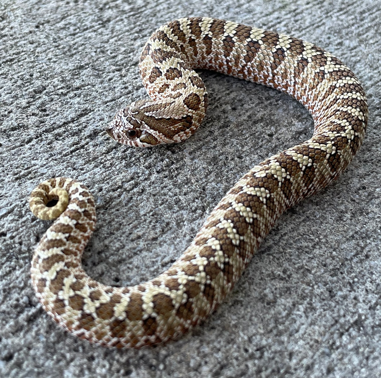 Het Pink Pastel Albino Western Hognose by Snakes at Sunset - MorphMarket