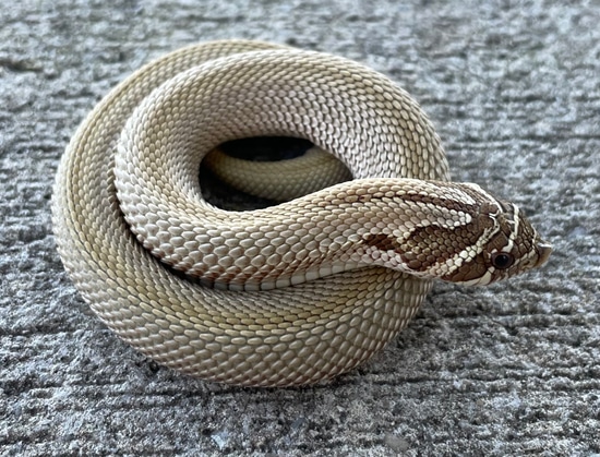 Super Conda Het Axanthic Western Hognose by Snakes at Sunset