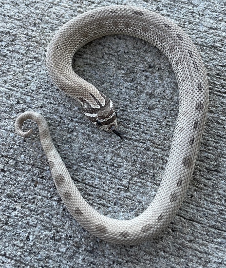Axanthic Conda Western Hognose by Snakes at Sunset