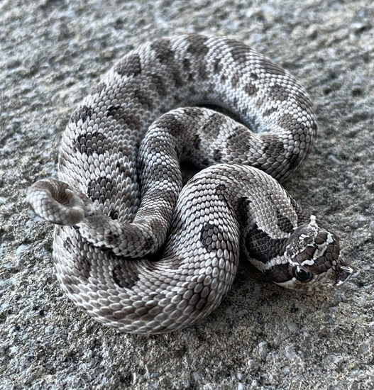 Axanthic Conda Het Snow Western Hognose by Snakes at Sunset