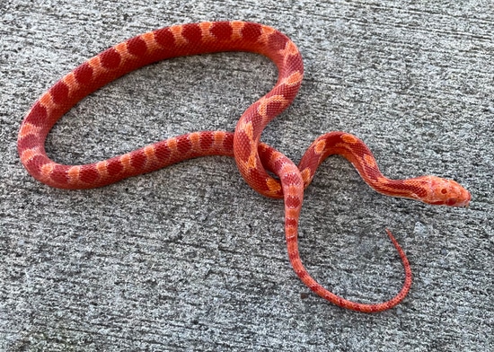 Pied Extreme Fire Corn Snake by Snakes at Sunset