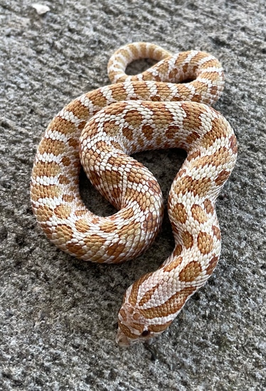 Toffee Belly Pos Het Sable Western Hognose by Snakes at Sunset