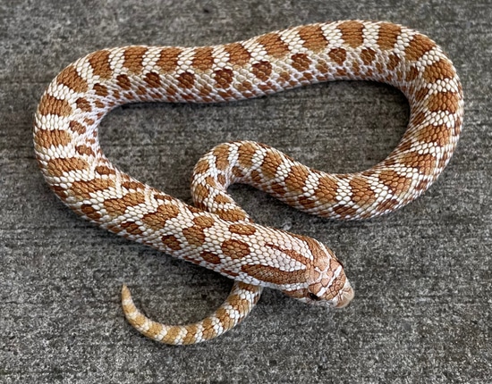 Toffee Belly Pos Het Sable Western Hognose by Snakes at Sunset