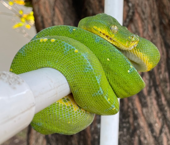 Jayapura Green Tree Python by Snakes at Sunset