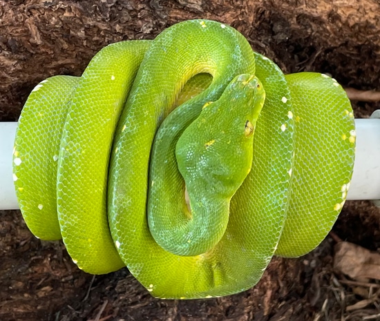 Sorong Green Tree Python by Snakes at Sunset