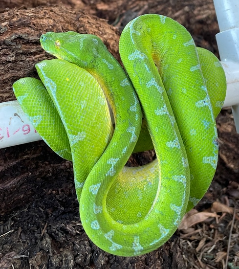 Sorong Green Tree Python by Snakes at Sunset