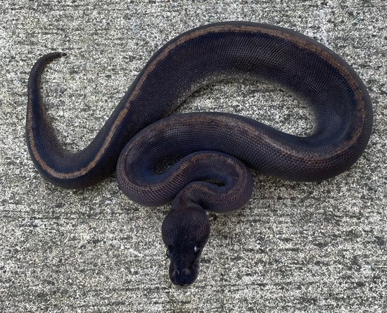 Suma Ball Python by Snakes at Sunset