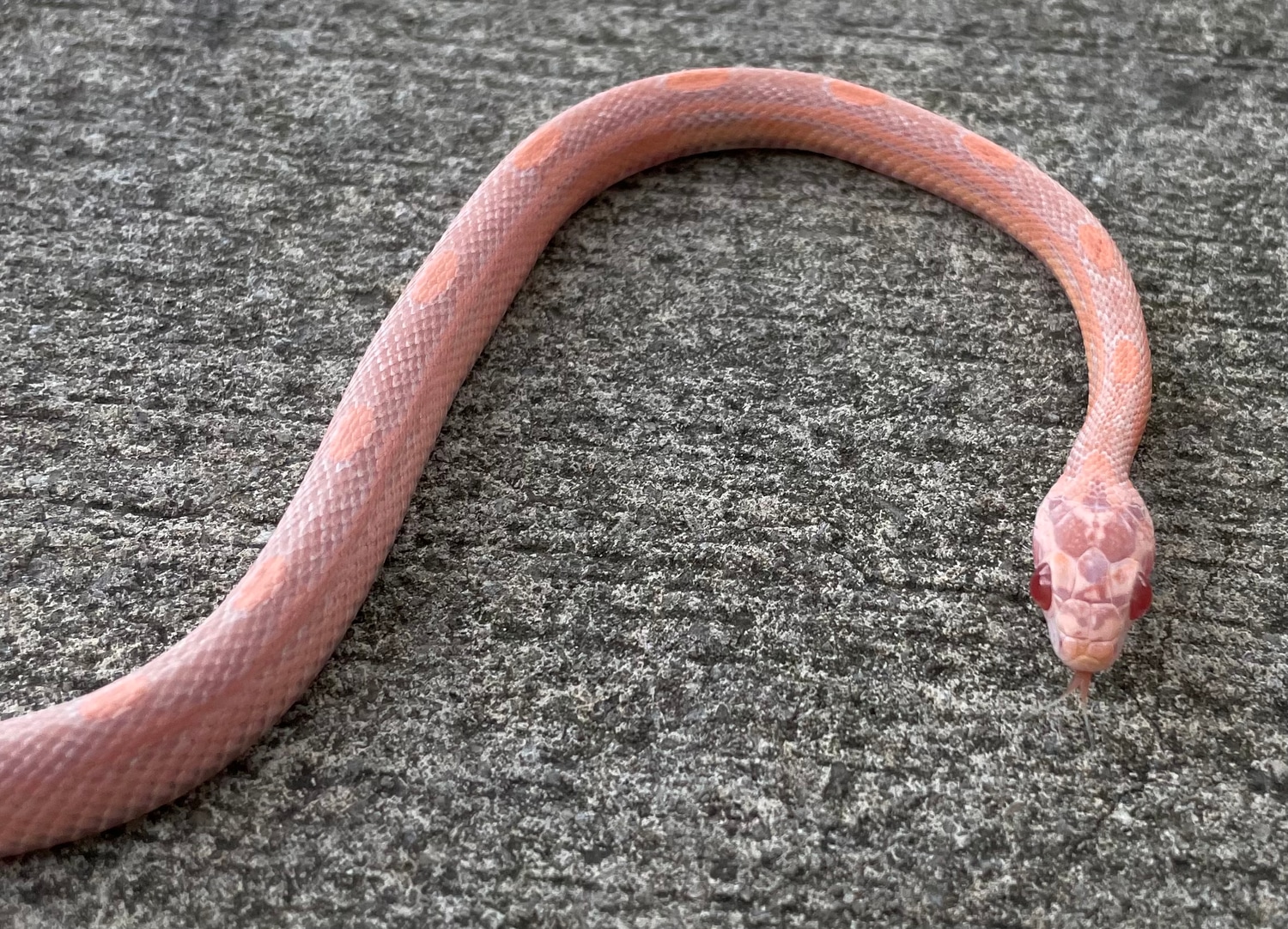 Pink Motley Corn Snake by Snakes at Sunset - MorphMarket