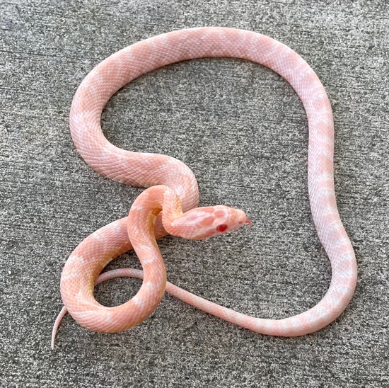 Pink Corn Snake by Snakes at Sunset