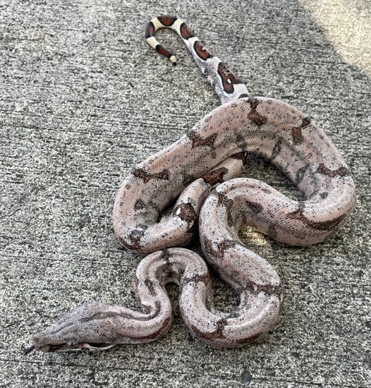 Funky- Patterned Pastel Colombian Boa Boa Constrictor by Snakes at Sunset