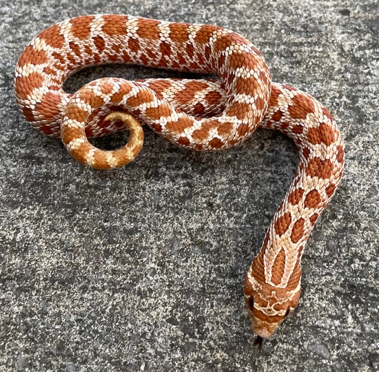 Hi- Red Toffee Belly Western Hognose by Snakes at Sunset