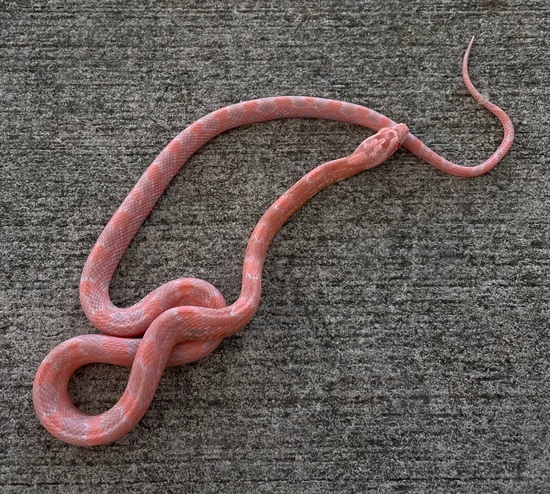 HOT Pink Coral Corn Snake by Snakes at Sunset