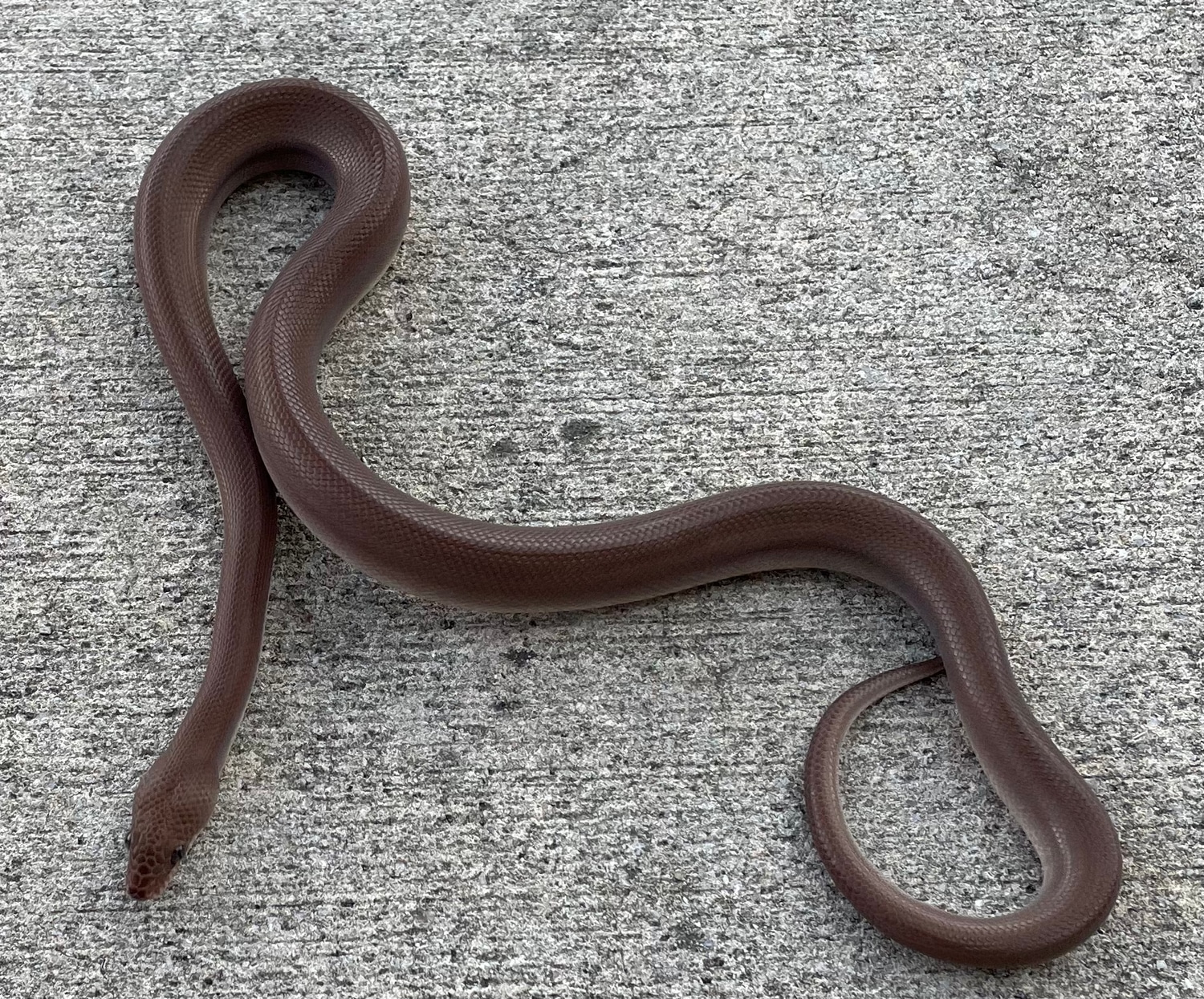 Patternless #1 Colombian Rainbow Boa by Snakes at Sunset - MorphMarket