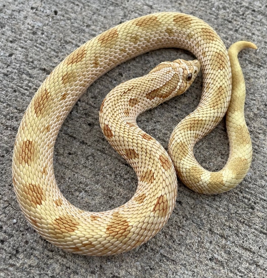 Neon Toffee Belly Conda Western Hognose by Snakes at Sunset