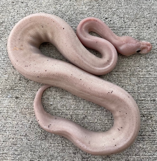 Banana Super Cinnamon Ball Python by Snakes at Sunset
