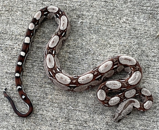 Circle Back Ladder Tail Colombian Boa Boa Constrictor by Snakes at Sunset