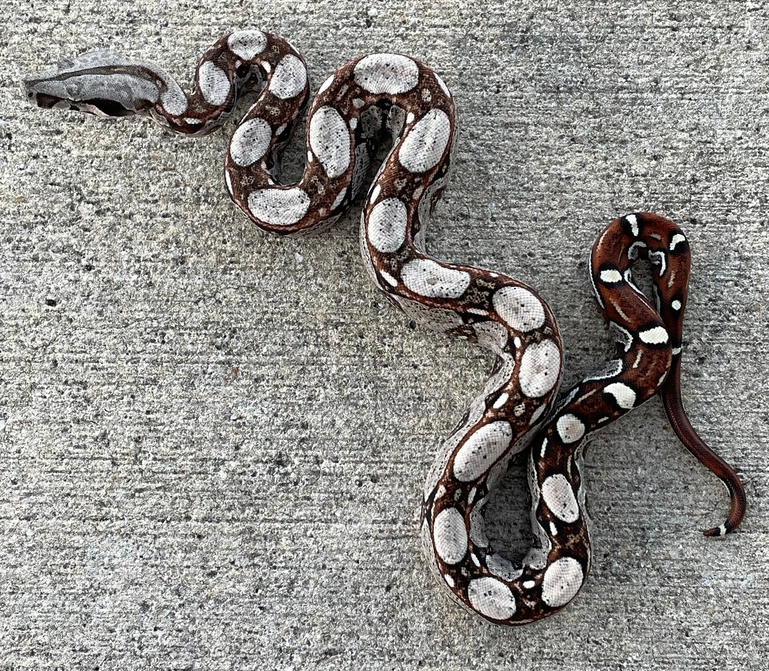 Circle Back Ladder Tail Colombian Boa Boa Constrictor by Snakes at ...