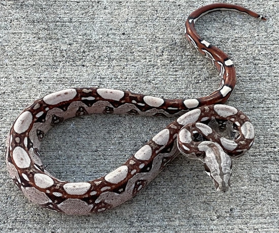 Circle Back Ladder Tail Colombian Boa Boa Constrictor by Snakes at Sunset