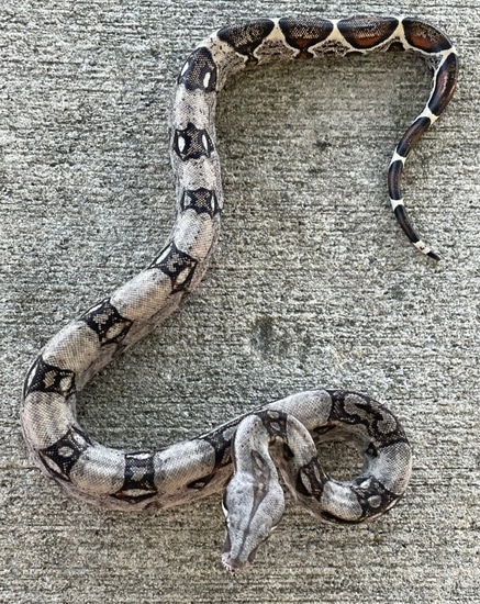 Unique-Looking Colombian Boa Boa Constrictor by Snakes at Sunset