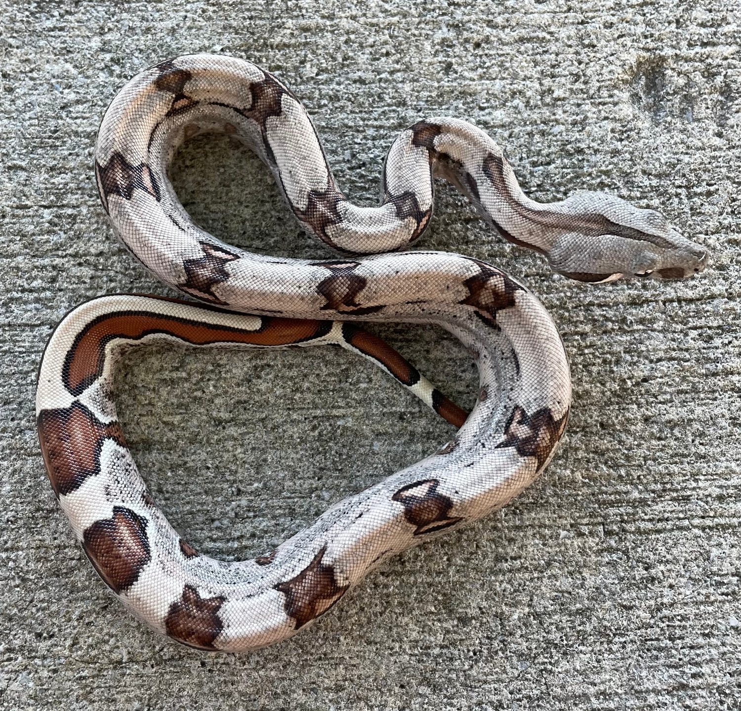 Striped Tail W/ Widows Peak Colombian Boa Boa Constrictor by Snakes at ...