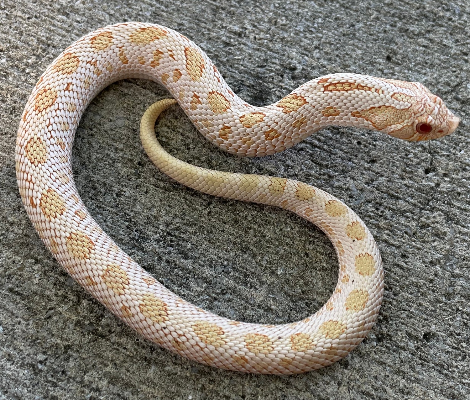 Toffee Glow Conda Western Hognose by Snakes at Sunset - MorphMarket
