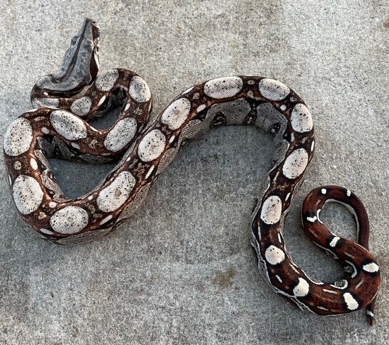 Circle Back Ladder Tail Colombian Boa Boa Constrictor by Snakes at Sunset